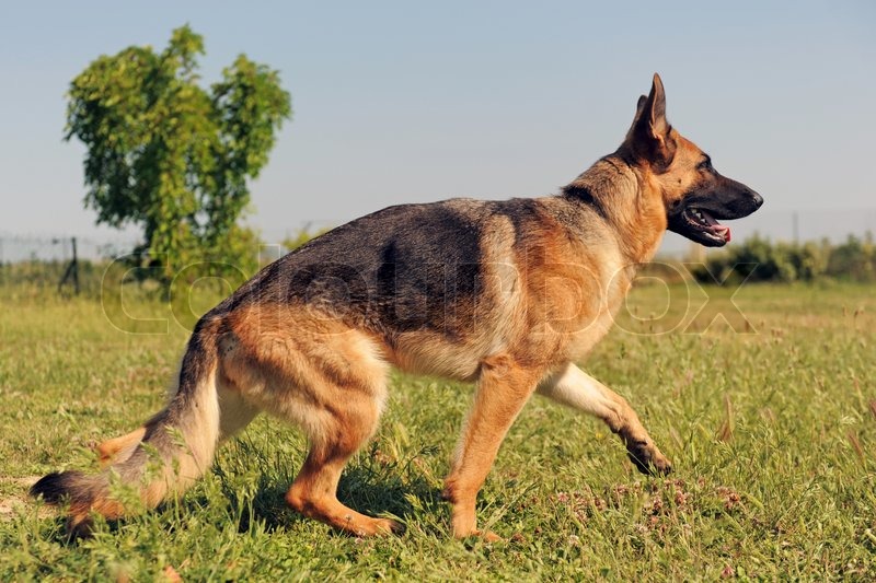 Portrait of a purebred german shepherd ... | Stock image | Colourbox