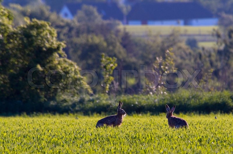 Countryside, hare, wild, rural, animal, ... | Stock image | Colourbox