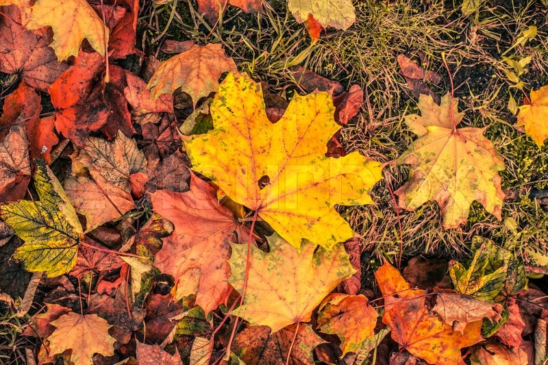 Colorful autumn leaves on the ground | Stock image | Colourbox