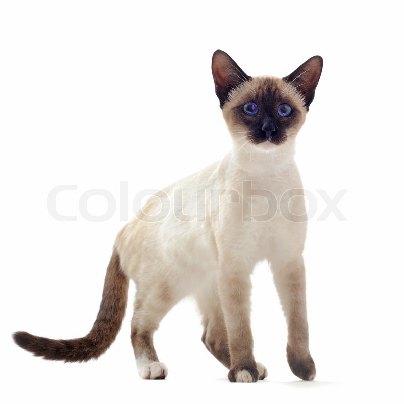 Beautiful purebred siamese kitten in ... | Stock image | Colourbox