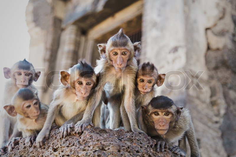 Group of baby monkeys | Stock Photo | Colourbox