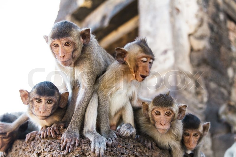 Group of baby monkeys | Stock image | Colourbox
