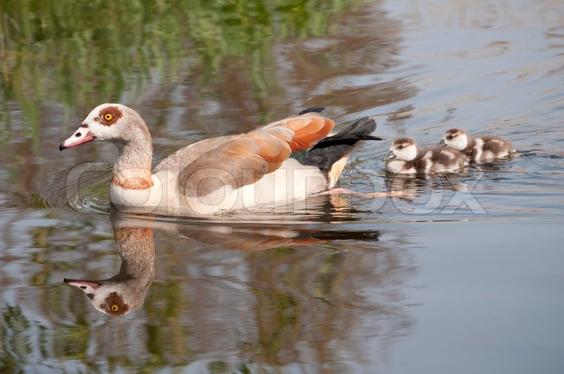 Birds, swimming, rivers | Stock Photo | Colourbox