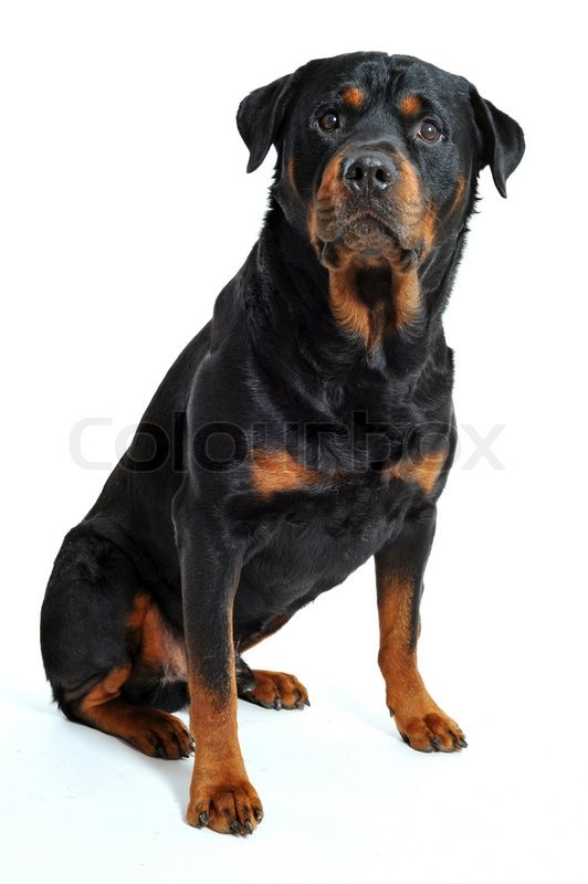 Portrait of a purebred rottweiler on a ... | Stock image | Colourbox
