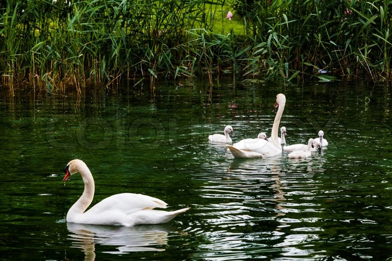 Swan with chicks. Mute swan family. Beautiful young swans in lake ...