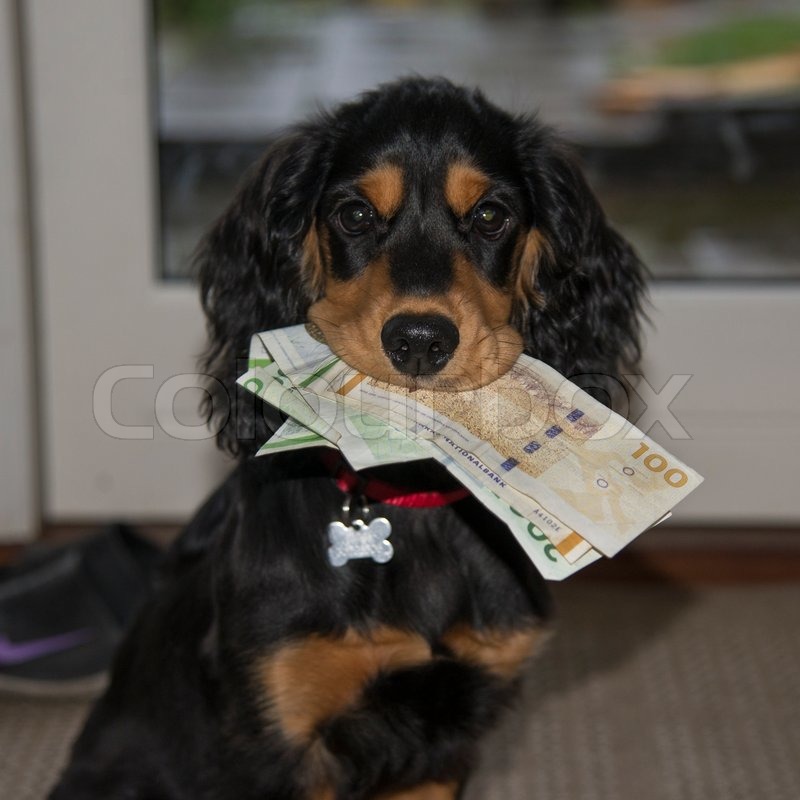 En hund efter penge | Stock foto | Colourbox