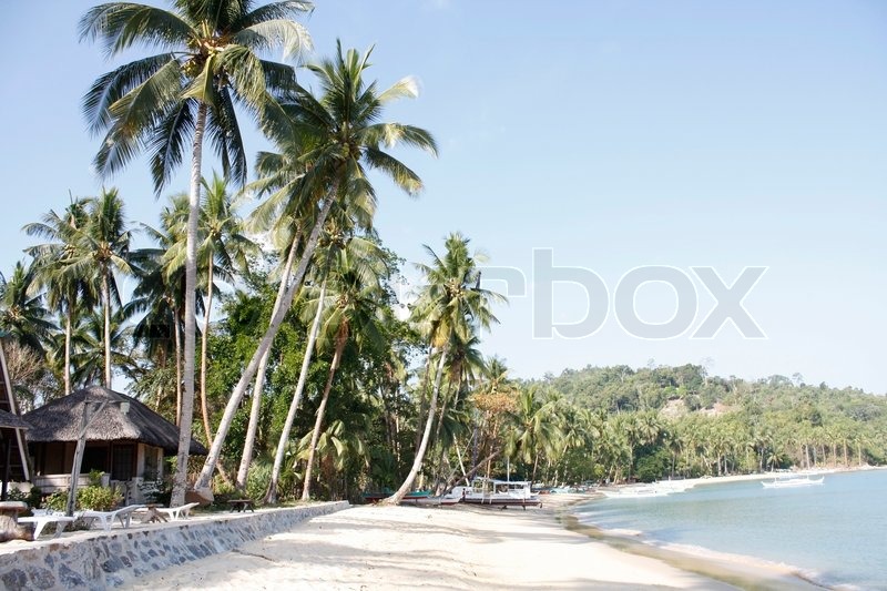 Coconut trees along the beach | Stock image | Colourbox