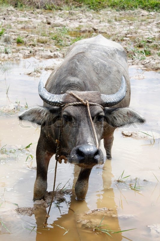 Carabao