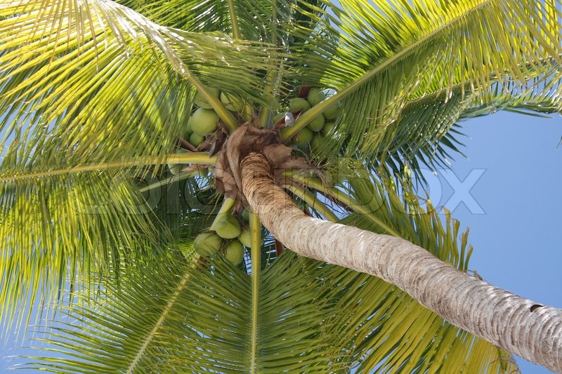 Coconut tree in the summer | Stock image | Colourbox