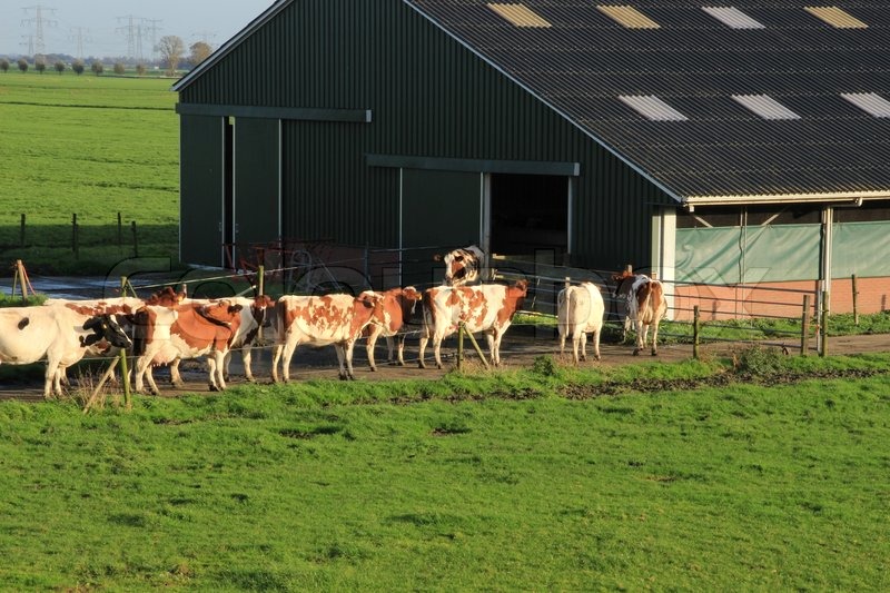 The Cows Wait And Go To The Shed For Stock Image Colourbox