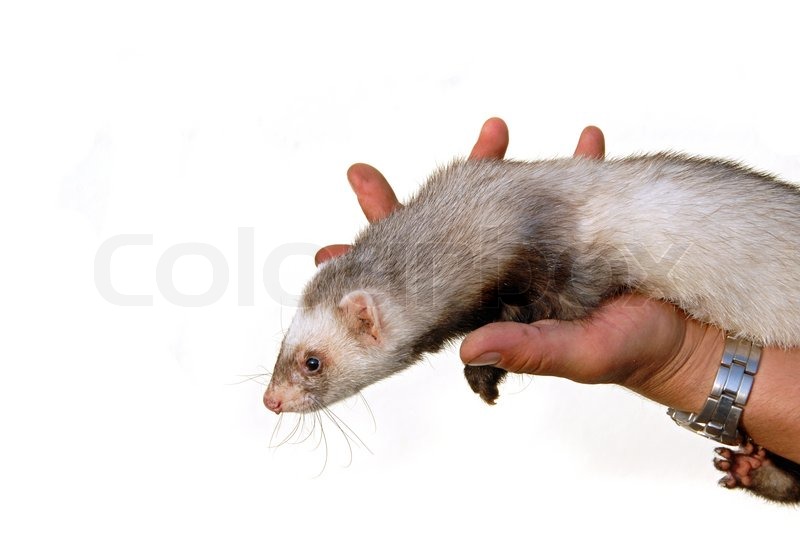 Domestic ferret | Stock image | Colourbox