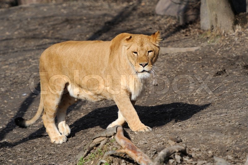 Female lion looking frontal in the ... | Stock image | Colourbox