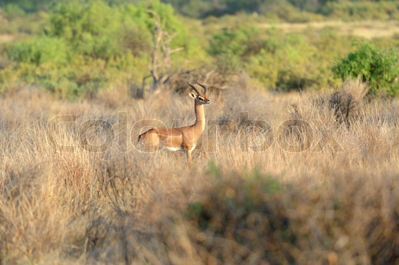 Gerenuk in the National Reserve of ... | Stock Photo | Colourbox