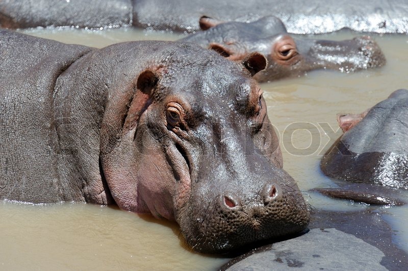 Hippopotamus in the National Reserve of ... | Stock image | Colourbox