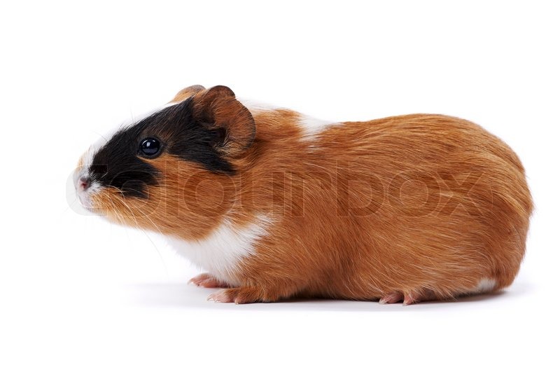 Spotted guinea pig on a white ... | Stock image | Colourbox