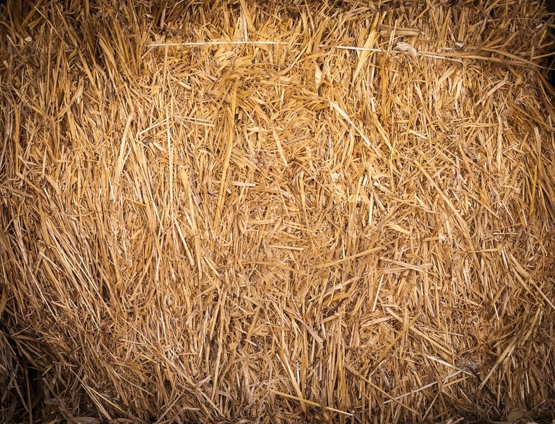 The closeup of rice straw texture ... | Stock image | Colourbox