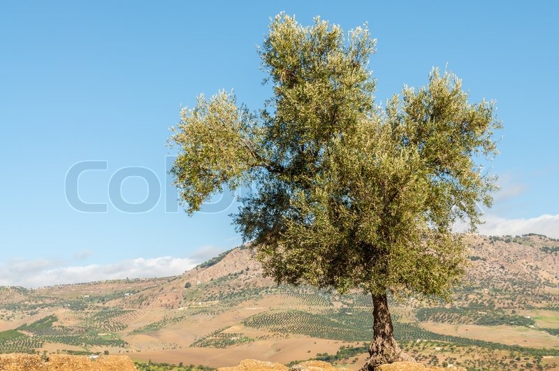 Olive tree in Morocco, Africa | Stock image | Colourbox