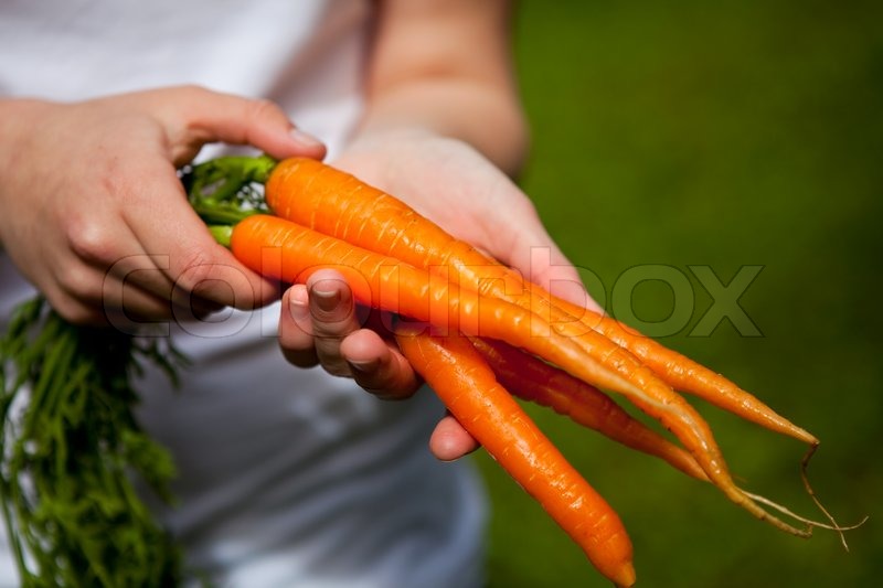 Carrots held in hands | Stock image | Colourbox