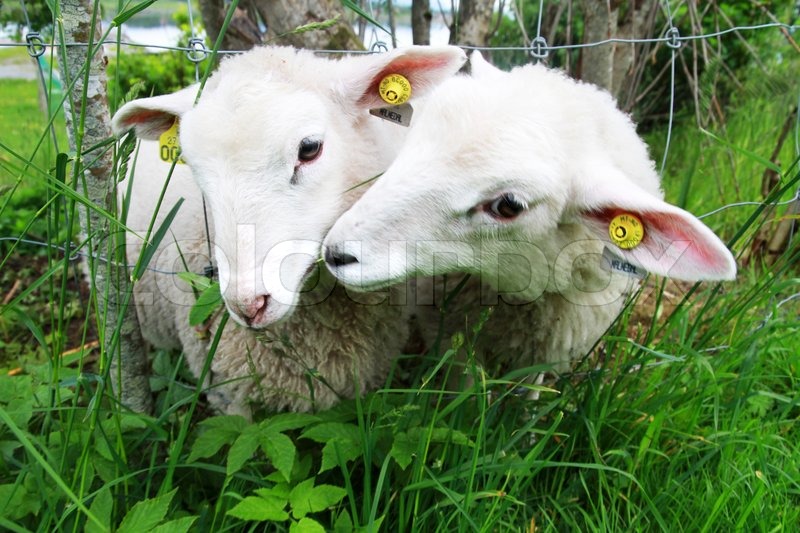 Sheep lamb friends kissing nature ... | Stock image | Colourbox