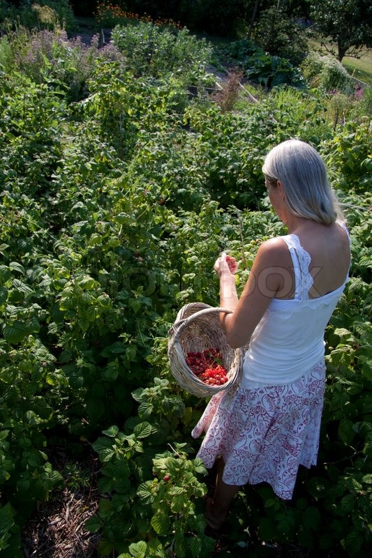 Blond girl with a basket picking ... | Stock Photo | Colourbox