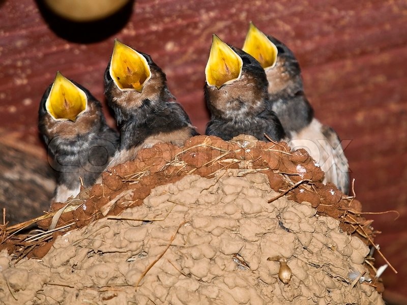 Small lark bids in the mud nest | Stock image | Colourbox