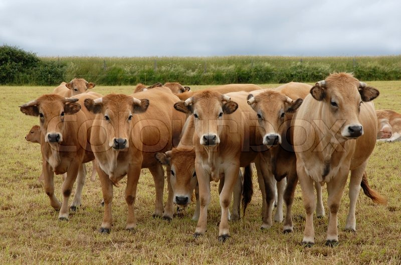 Group of cow in the french country | Stock image | Colourbox