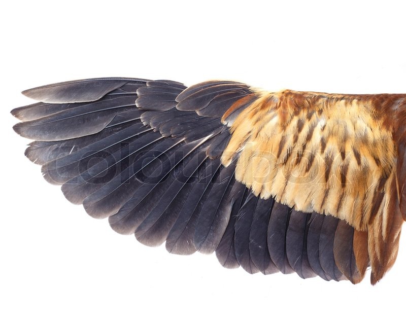 Wing bird isolated on white background | Stock image | Colourbox