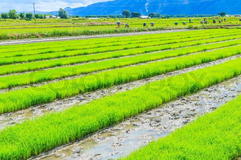 Growing rice on the paddy rice farmland ... | Stock image | Colourbox