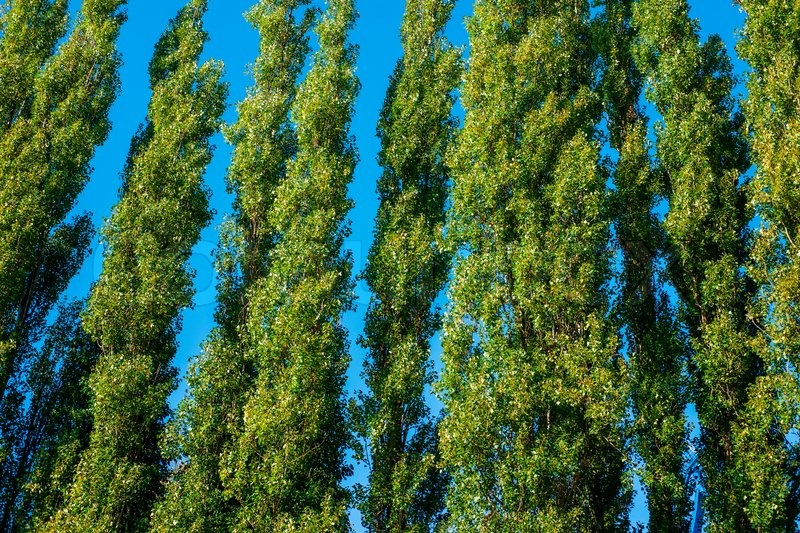 Tall green trees isolated on blue | Stock image | Colourbox