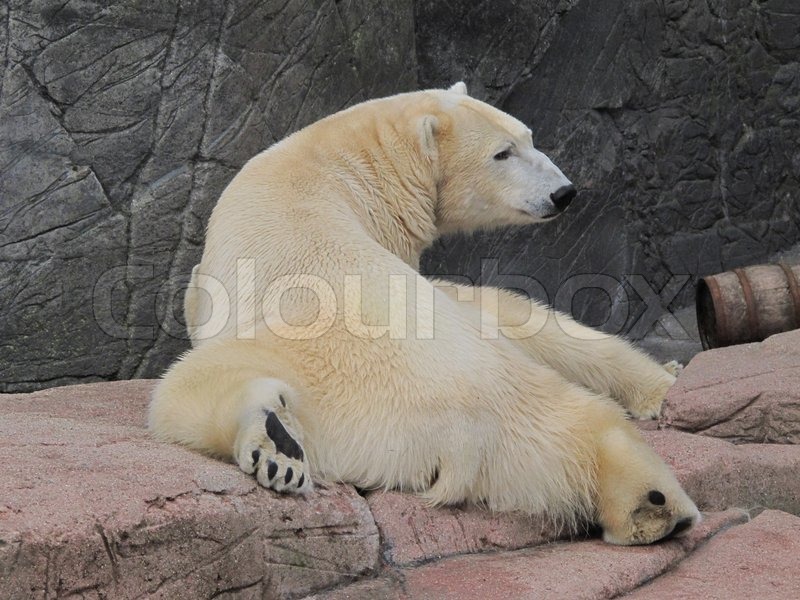 Polar bear looking backwards in the zoo ... | Stock image | Colourbox