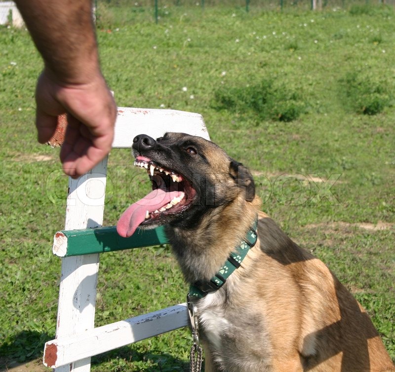 Belgian Malinois Bite