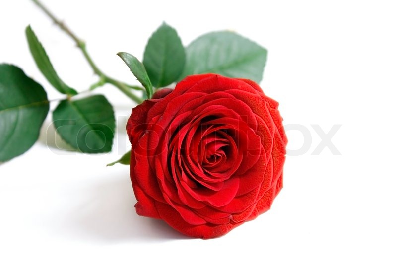 Rose | Stock image | Colourbox