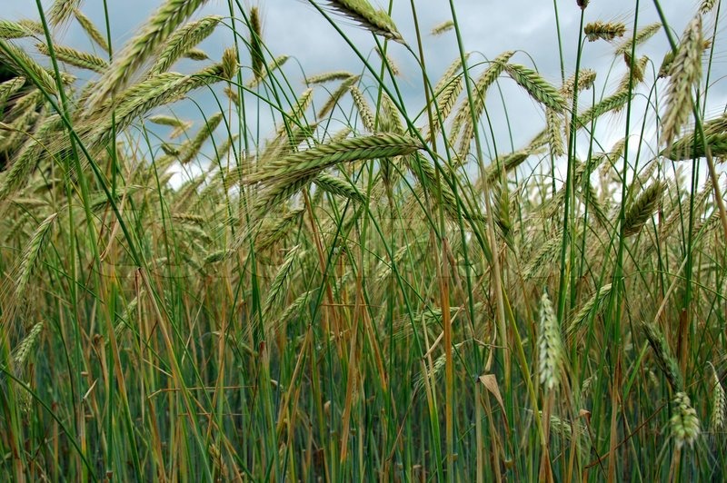 Grain, corn | Stock image | Colourbox