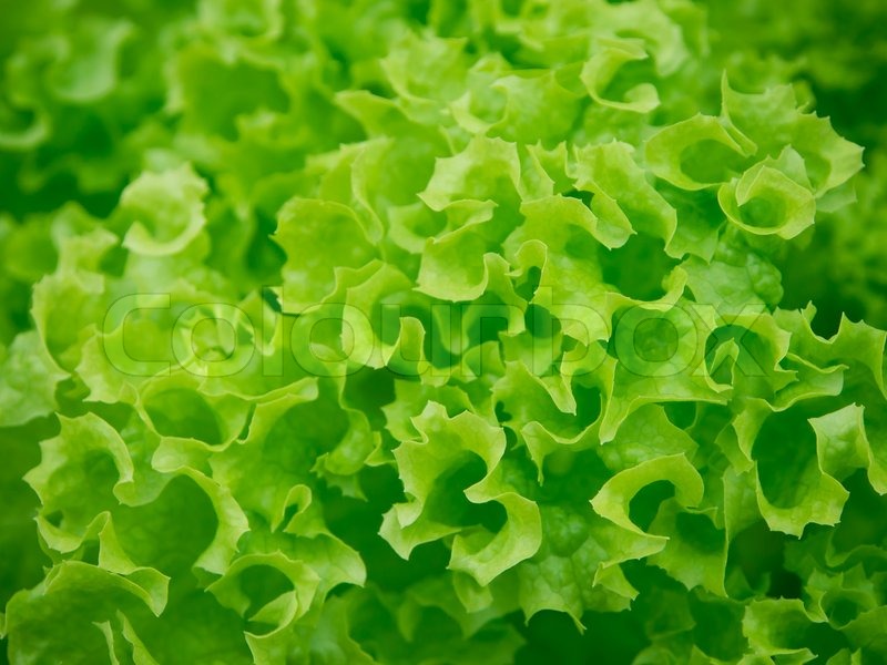 Fresh green Lettuce background | Stock image | Colourbox