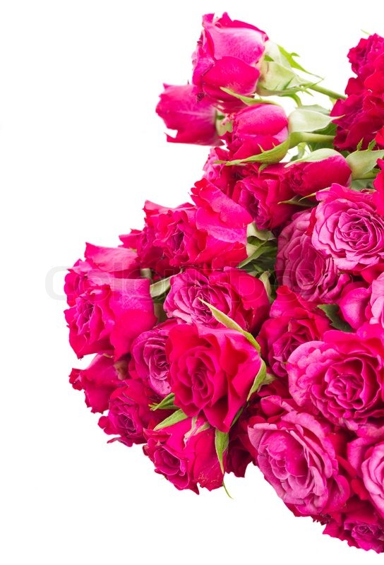 Pile of mauve roses close up ... | Stock image | Colourbox