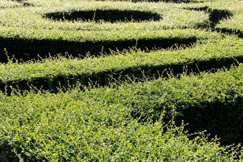 Labyrinth maze of tall bushes. | Stock image | Colourbox
