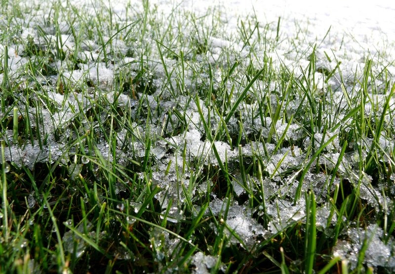 First snow on the lawn | Stock image | Colourbox
