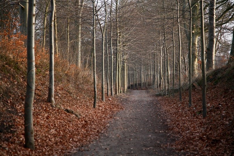 Forest , alley to the forest in Denmark ... | Stock image | Colourbox