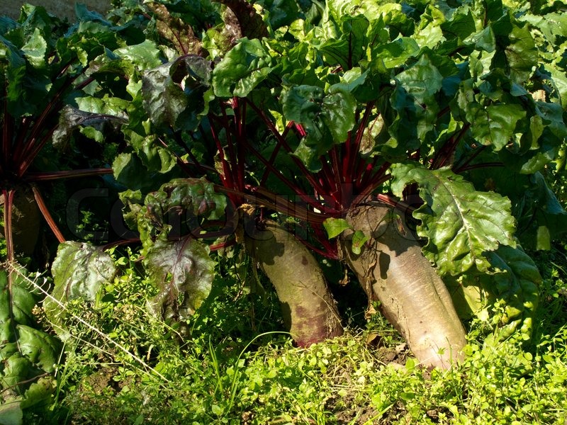 Beetroot in soil organic farming | Stock image | Colourbox