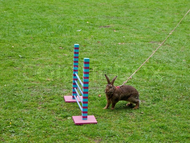 Rabbit in show jumping competition | Stock image | Colourbox