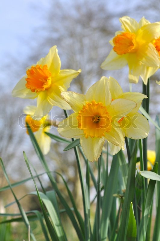 Beautiful blooming narcissus in a ... | Stock image | Colourbox