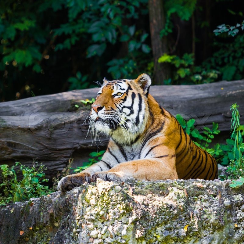 Beautiful tiger. | Stock image | Colourbox