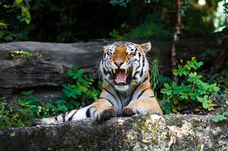 Beautiful tiger. | Stock image | Colourbox