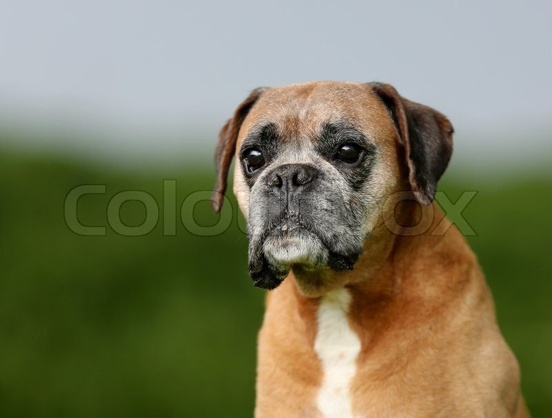 Purebred boxer dog photographed ... | Stock image | Colourbox