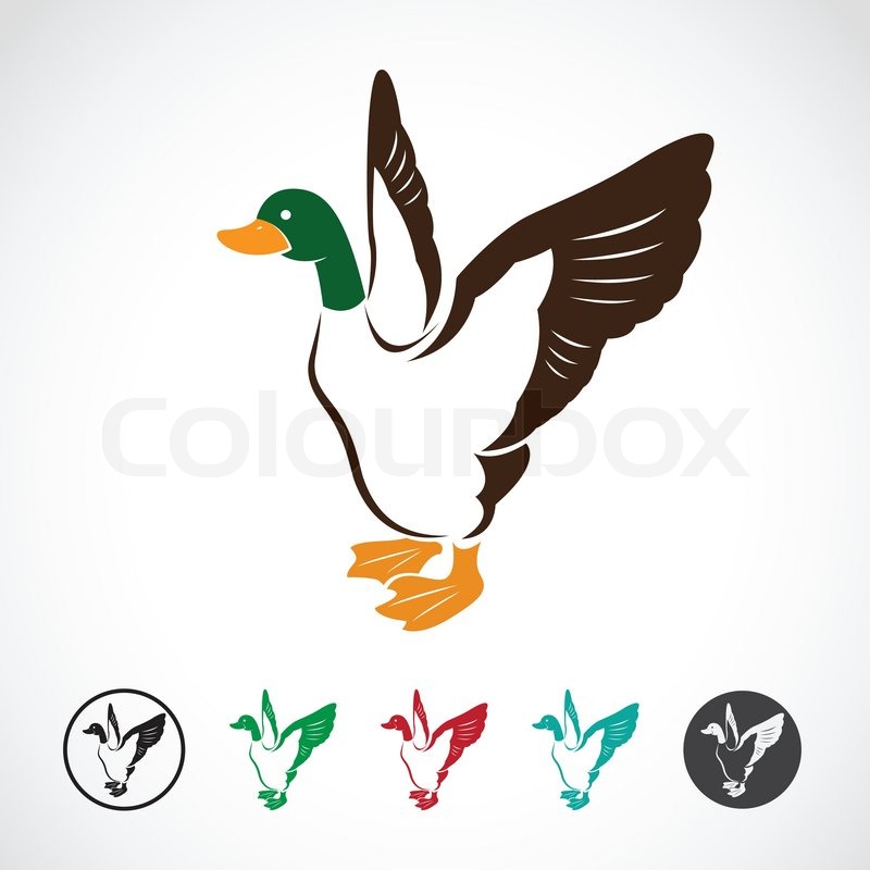 Vector image of an wild duck on white ... | Stock vector | Colourbox