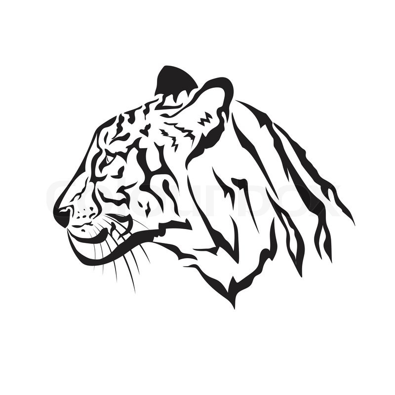 Vector image of an tiger on white ... | Stock vector | Colourbox