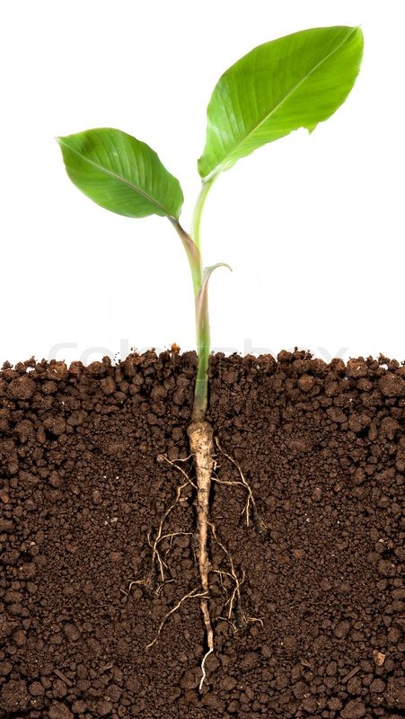 Young banana tree with underground root ... | Stock image | Colourbox