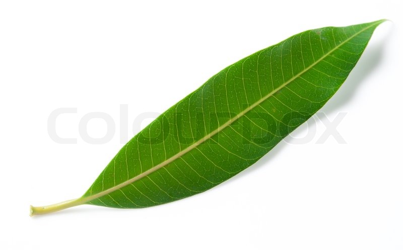 Various angles of mango leaves | Stock image | Colourbox