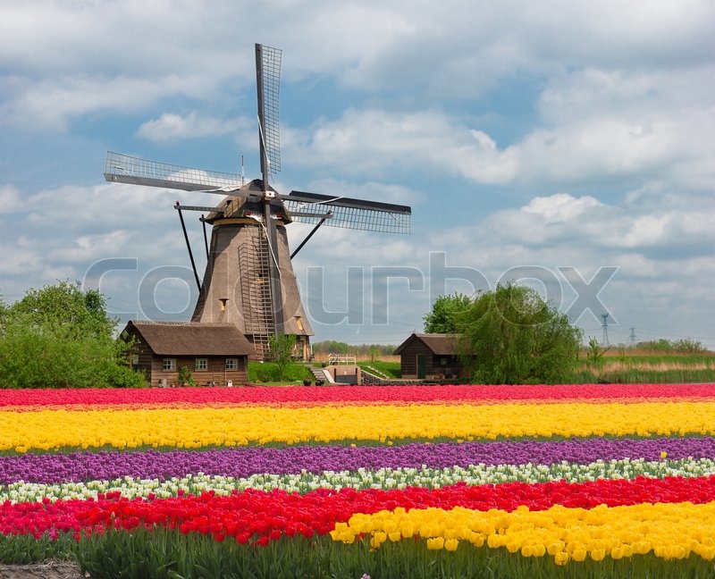 One dutch windmill over stripes of ... | Stock image | Colourbox