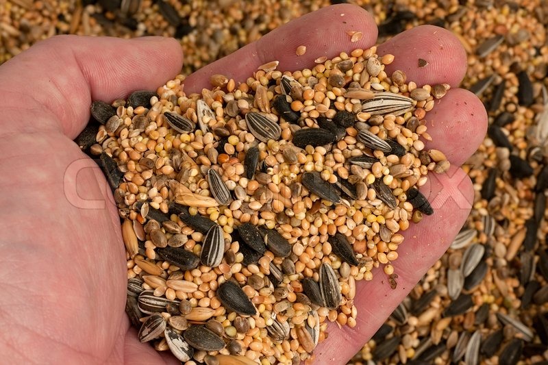 Handful of mixed bird seeds , on a ... | Stock image | Colourbox